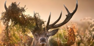 Wild About Denmark | An introduction to Danish Nature and Wildlife