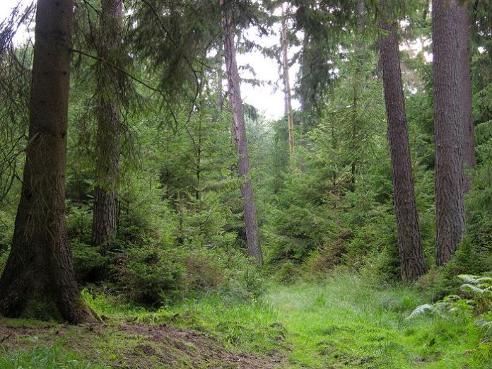 The area of Danish forests are increasing - Wild About Denmark