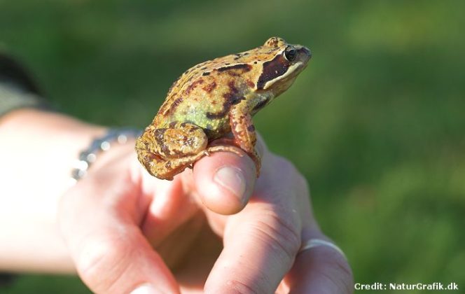 The common brown frog - Wild About Denmark