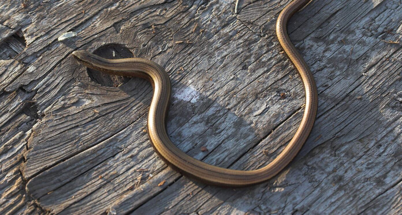 The Slow-worm - the legless lizard - Wild About Denmark