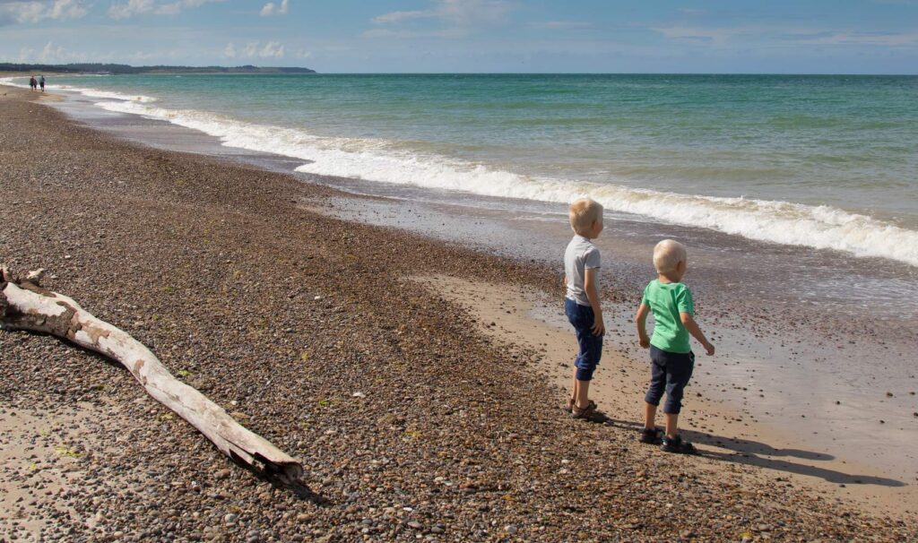 The area of Danish forests are increasing – Wild About Denmark