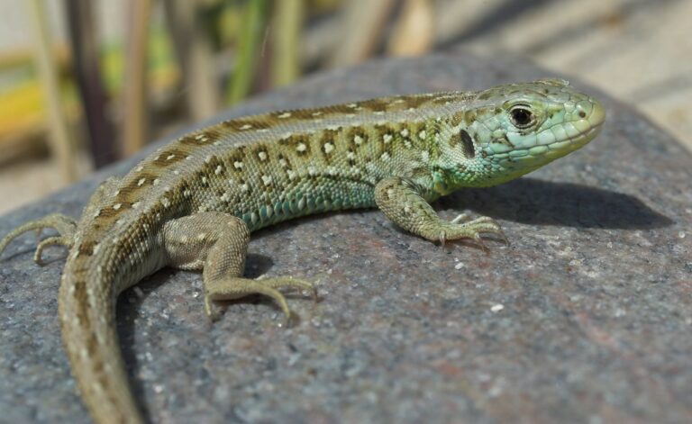 The Mute Swan: National Bird of Denmark - Wild About Denmark