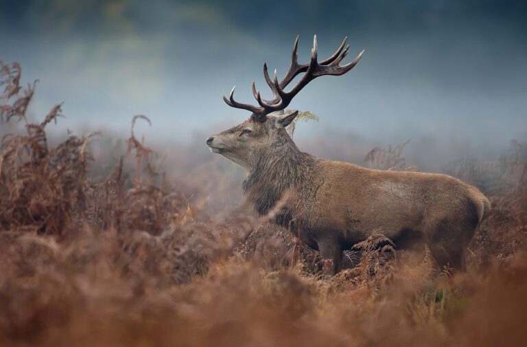 The Red Stag - Denmarks largest land-mammal. - Wild About Denmark
