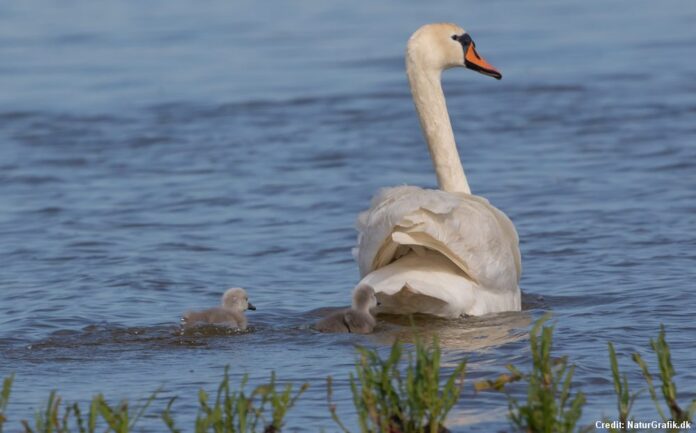 The Mute Swan: National Bird of Denmark - Wild About Denmark