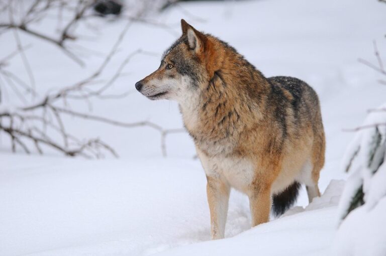 The wolf is back in Denmark - two centuries after extermination. - Wild ...