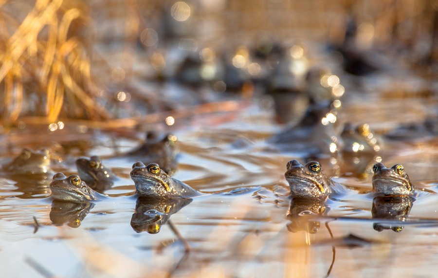 Springtime in Denmark: Nature Awakens in the Most Magical Way - Wild ...