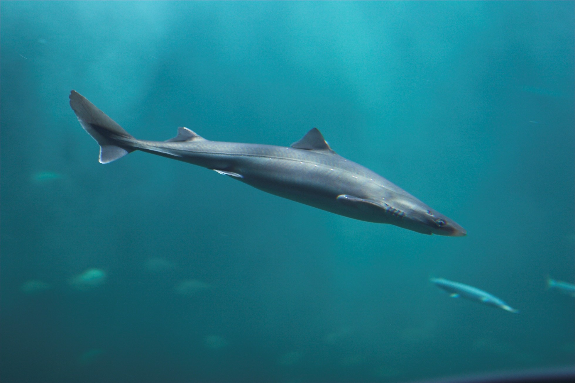 Sharks are on the rise in the sea around Denmark - Wild About Denmark